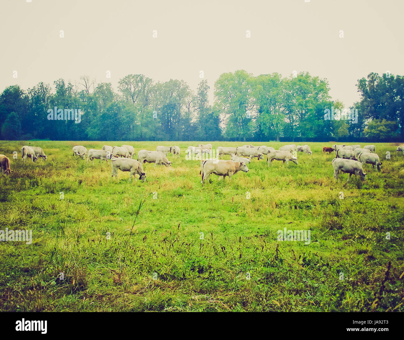 animals, cow, bell, farm, cows, cattle, image, photo, picture, copy ...