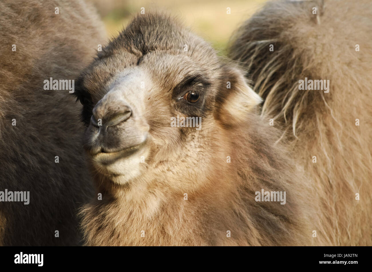 fauna, animals, animal, fauna, portrait, camel, muzzle, ruminant ...