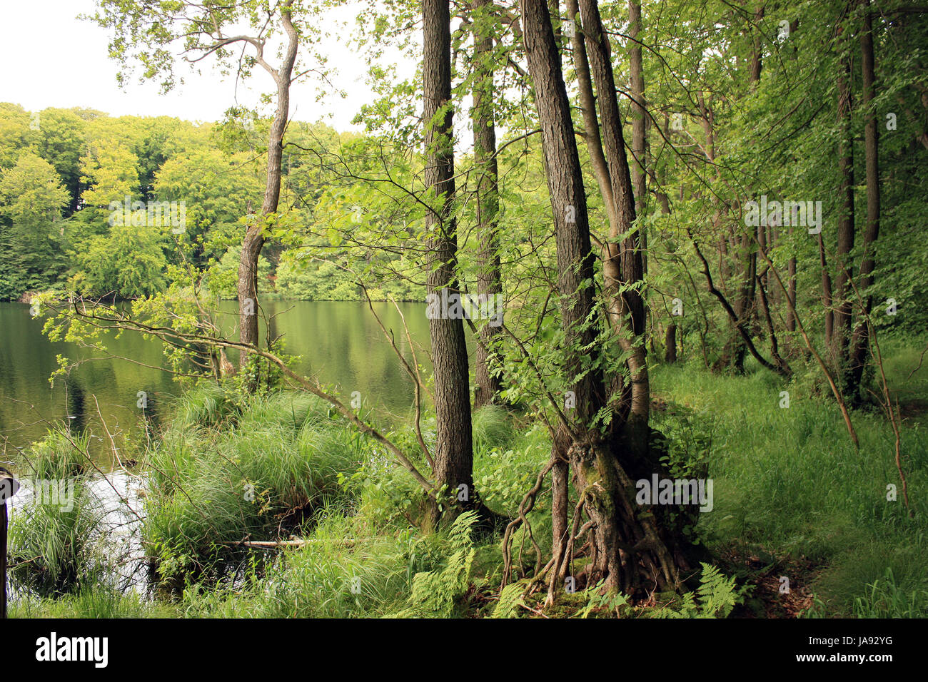 fen, reprove, fresh water, pond, water, ponds, forest, nature, shine ...
