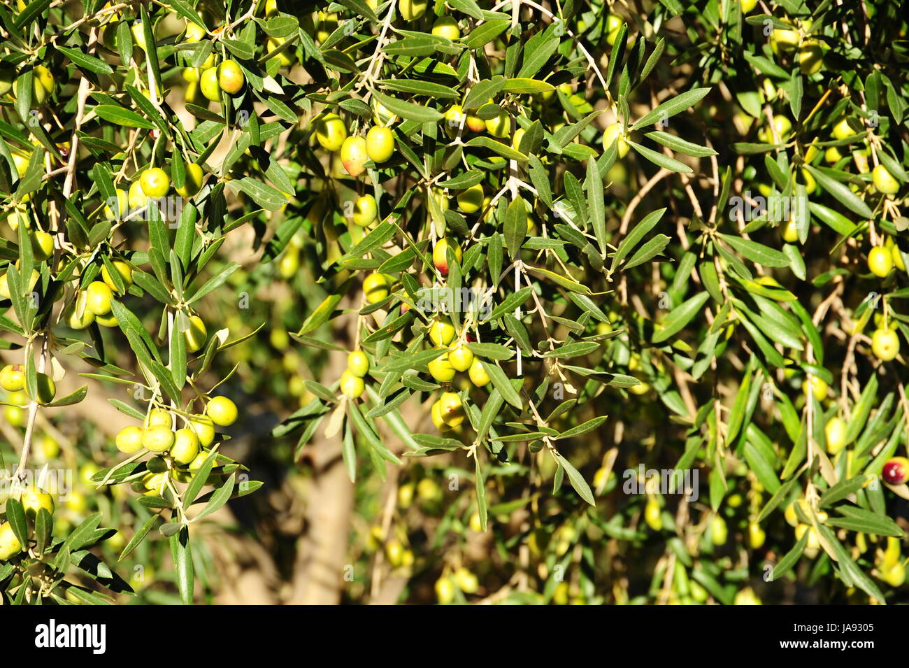 spain - olive tree at Stock Photo - Alamy