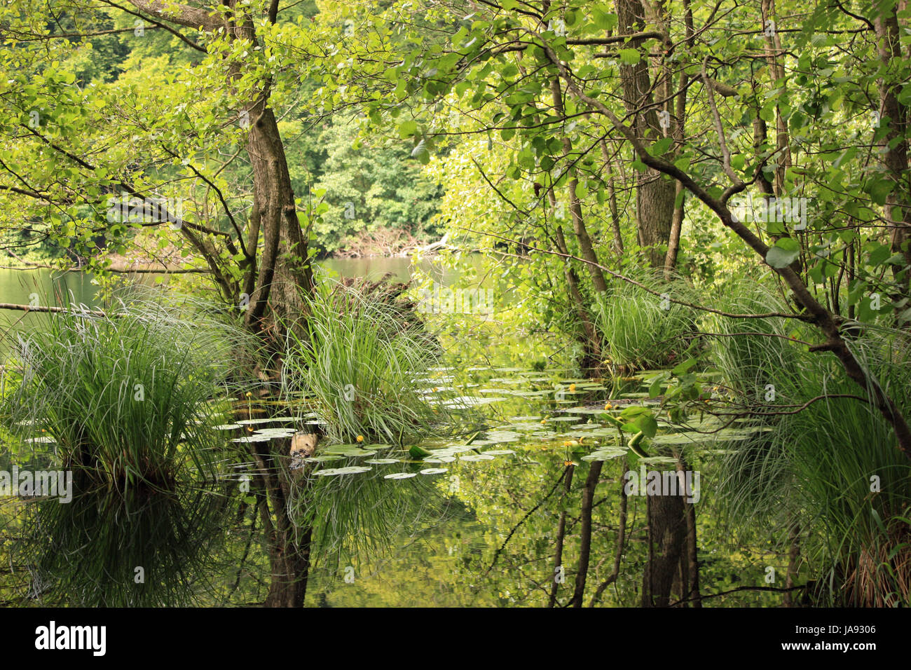 waldsee auf rgen Stock Photo - Alamy