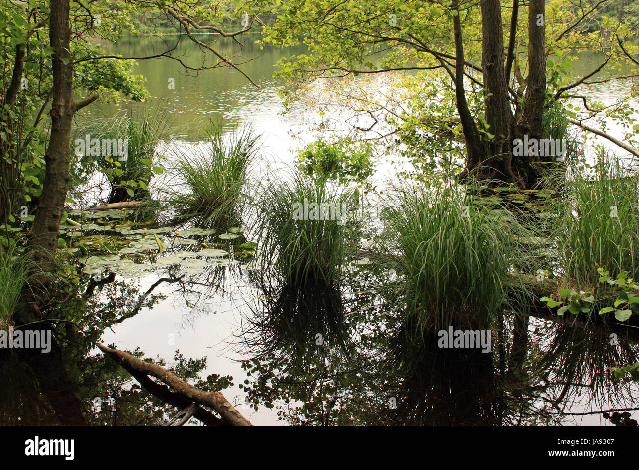 fen, reprove, fresh water, pond, water, ponds, forest, nature, shine ...