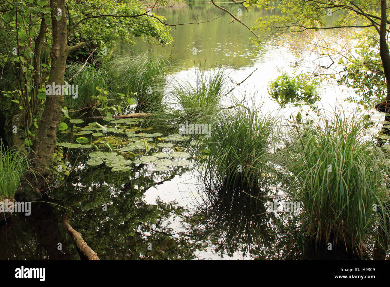 fen, reprove, fresh water, pond, water, ponds, forest, nature, shine ...