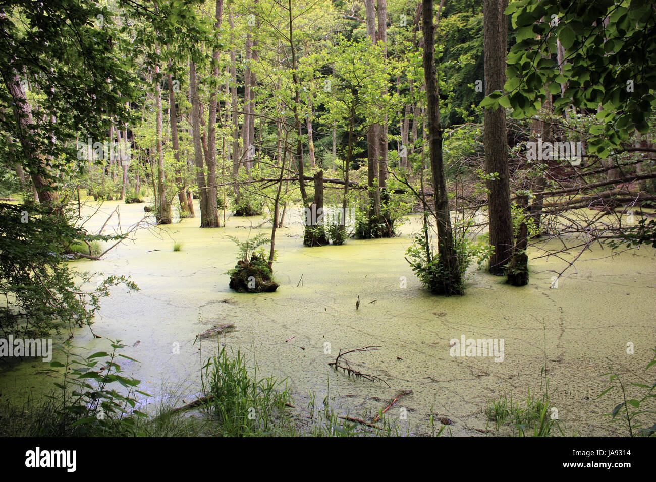 fen, reprove, fresh water, pond, water, ponds, forest, nature, shine ...