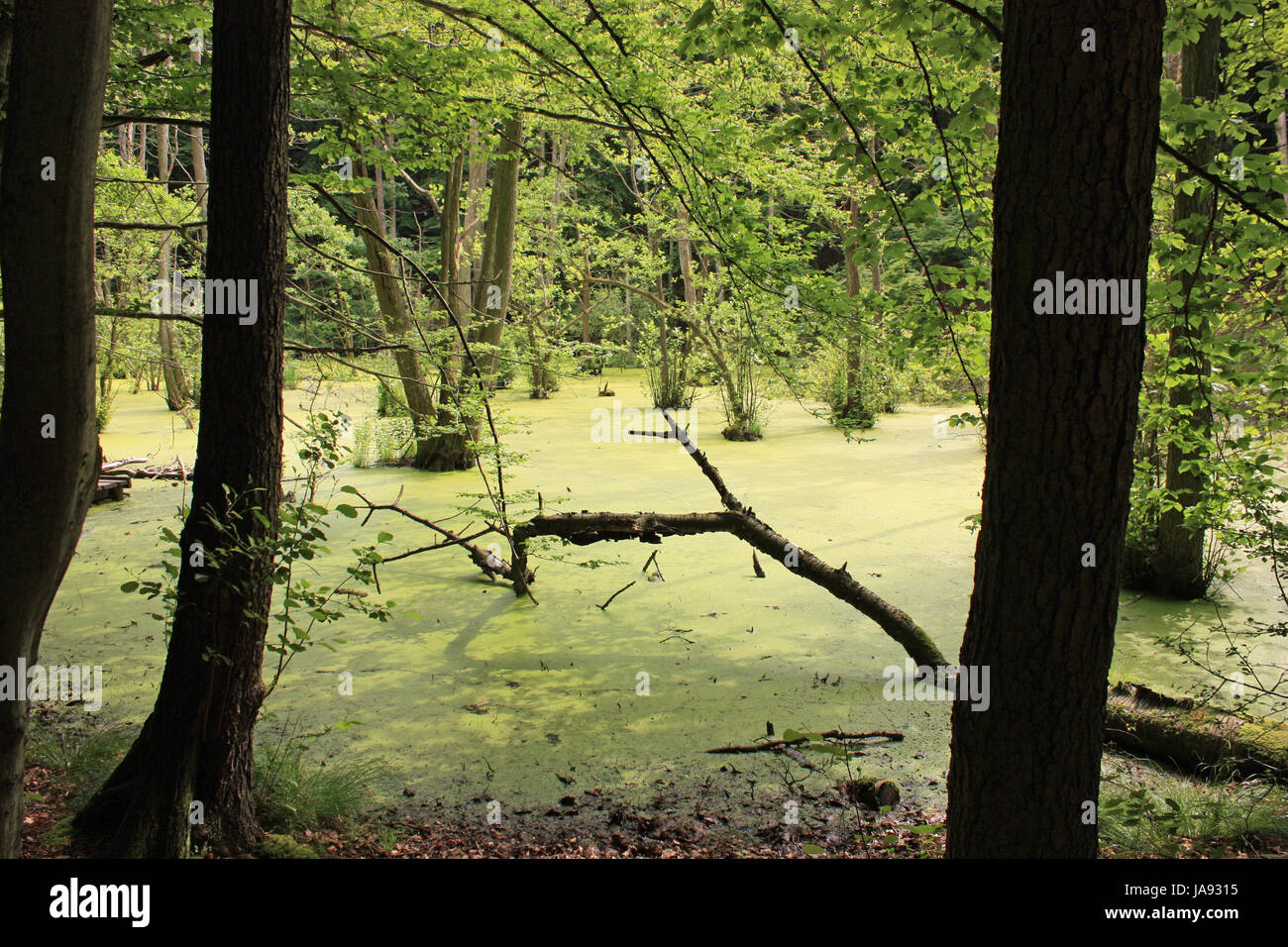fen, reprove, fresh water, pond, water, ponds, forest, nature, shine ...