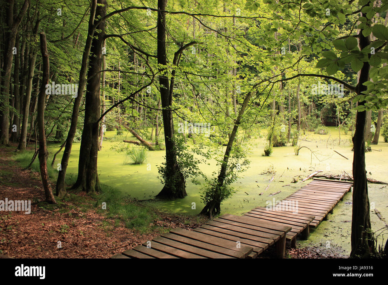 pond in the woods on rgen Stock Photo - Alamy