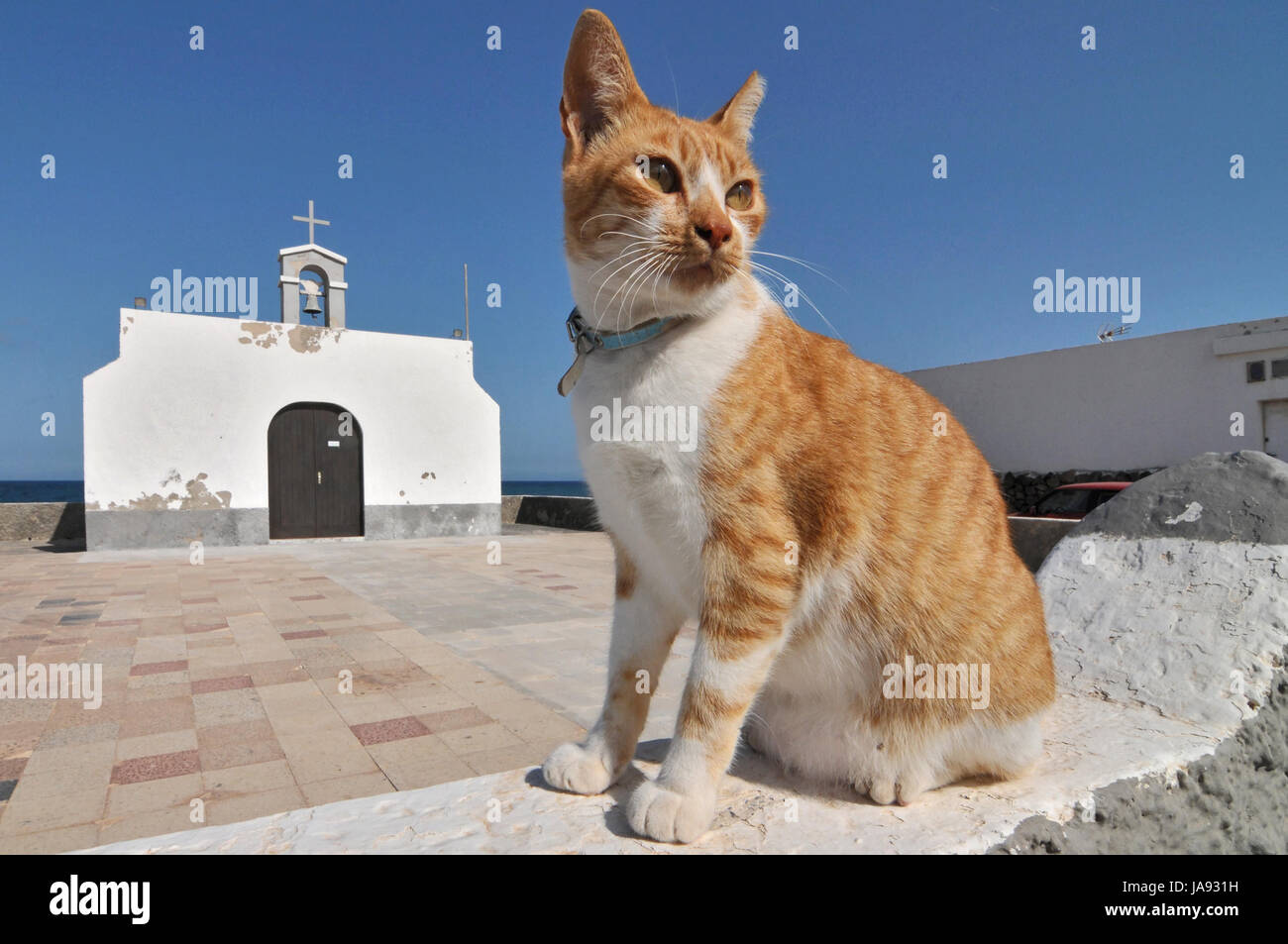 Orange Colored Cat Waiting in Front of a Church, in Canary Islands ...