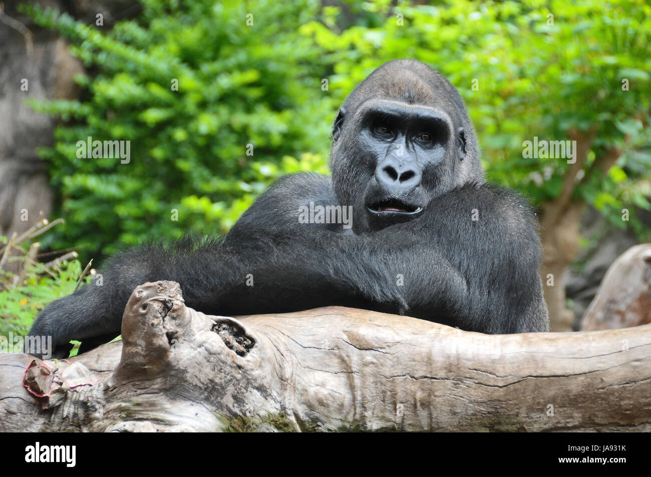 big, large, enormous, extreme, powerful, imposing, immense, relevant ...