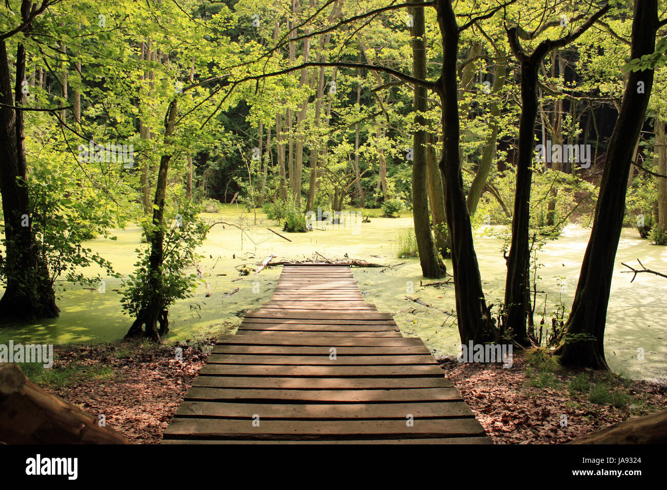 fen, reprove, fresh water, pond, water, ponds, forest, nature, shine ...