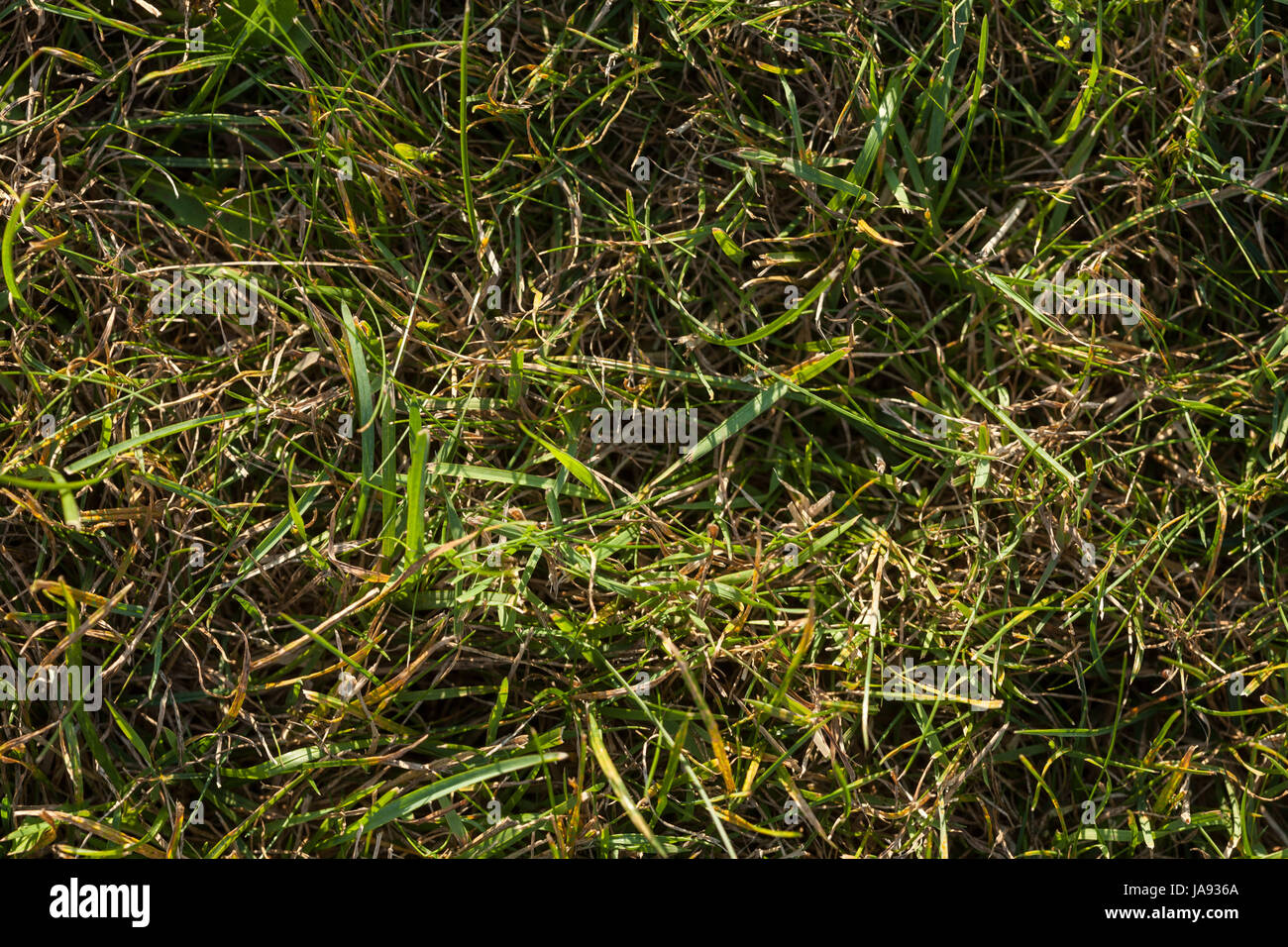 beautiful, beauteously, nice, environment, enviroment, colour, park ...