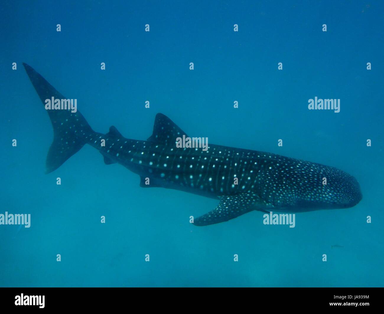 Walhai hi-res stock photography and images - Alamy