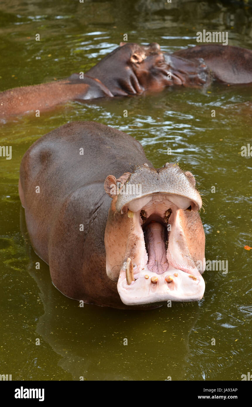 danger, big, large, enormous, extreme, powerful, imposing, immense ...