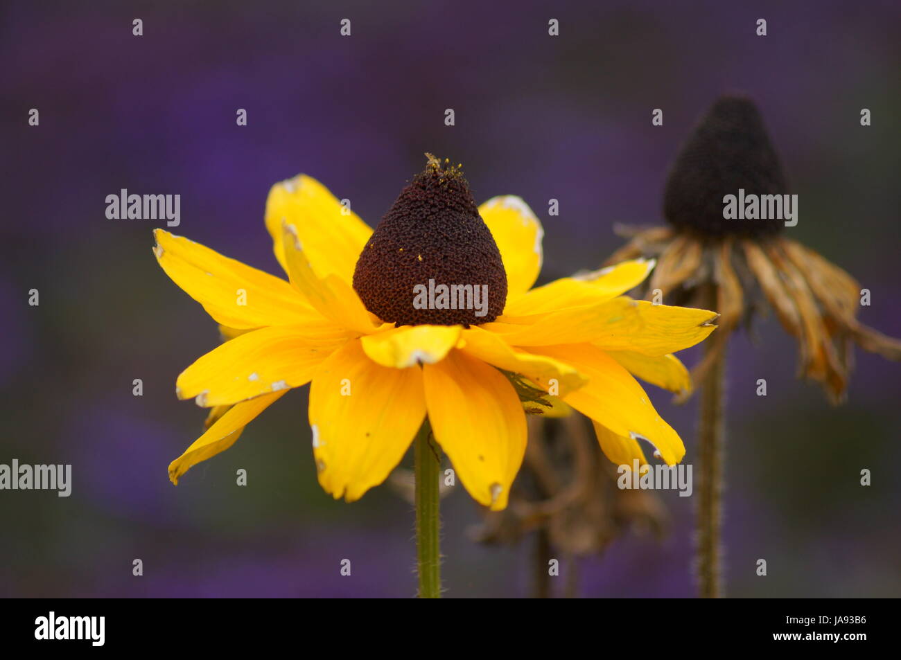 park, garden, flower, plant, cologne, flowers, purple, rare, gardens ...