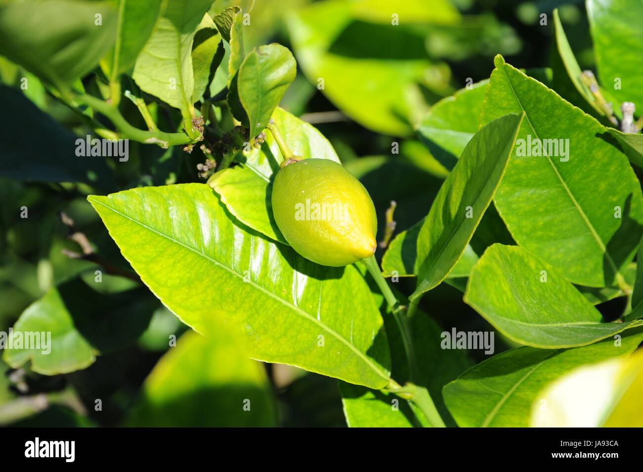 spain - lemon tree am Stock Photo - Alamy