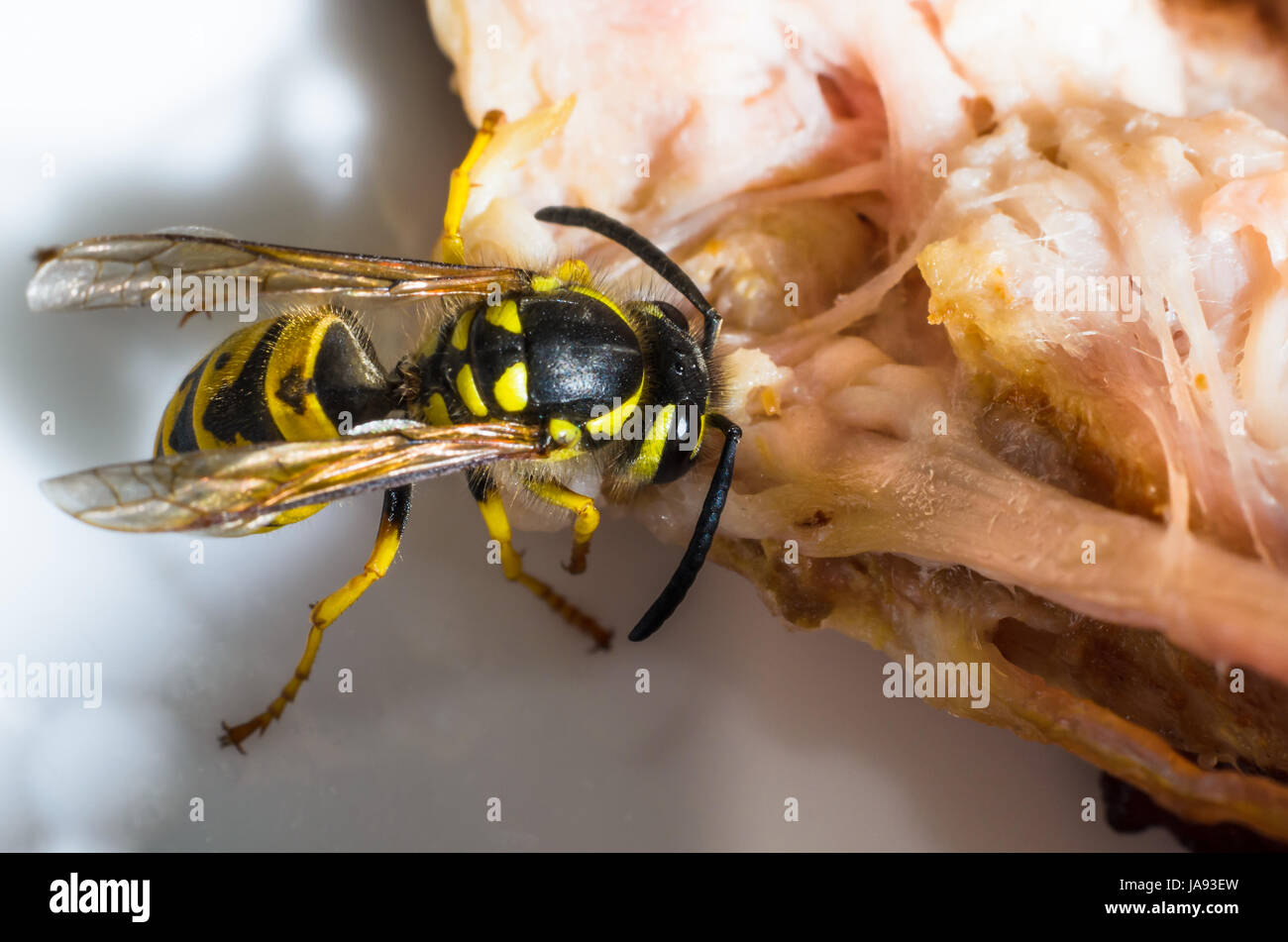 Vespe wasp hi-res stock photography and images - Alamy