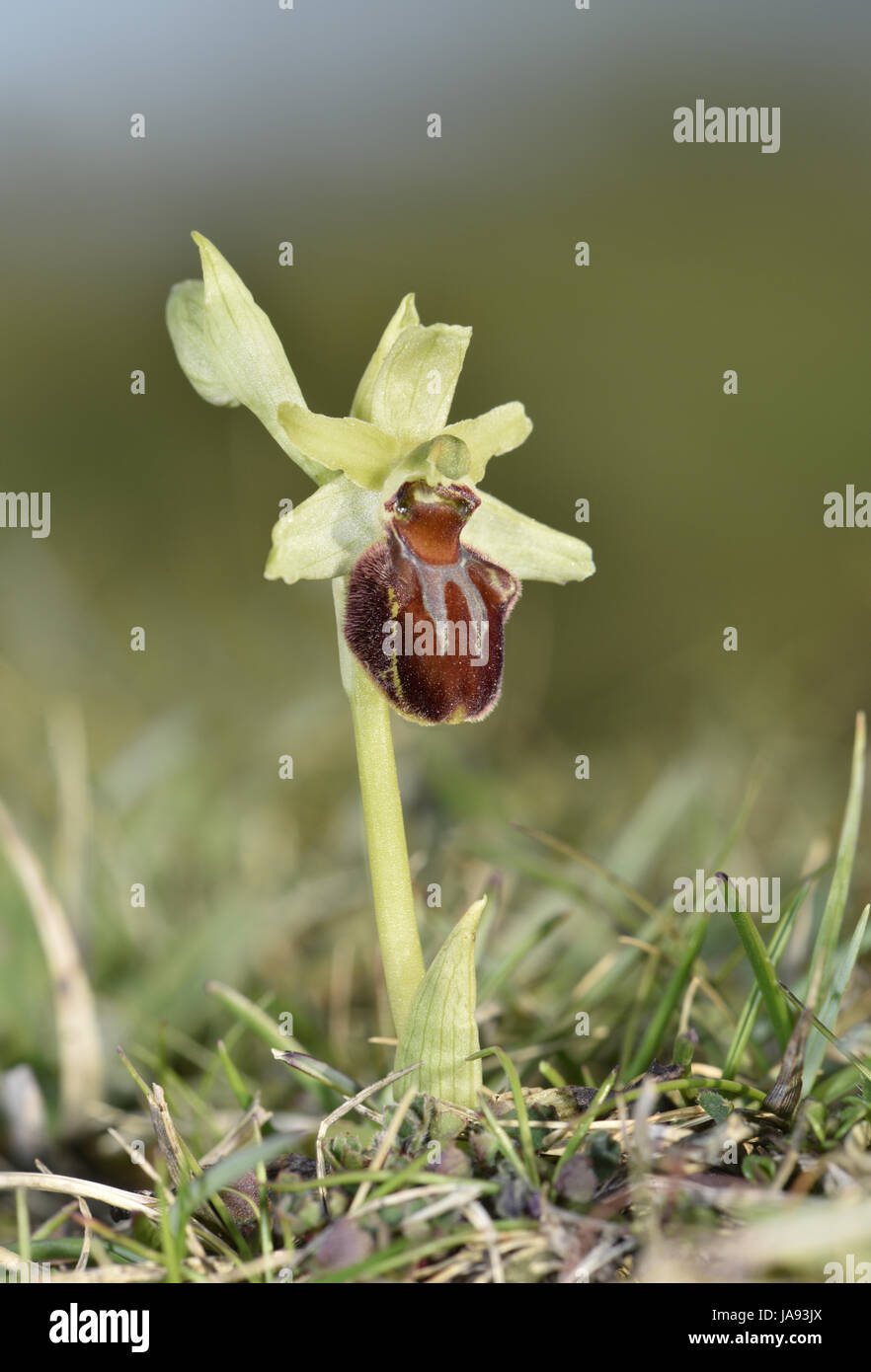 Early Spider Orchid - Ophrys sphegodes Stock Photo - Alamy