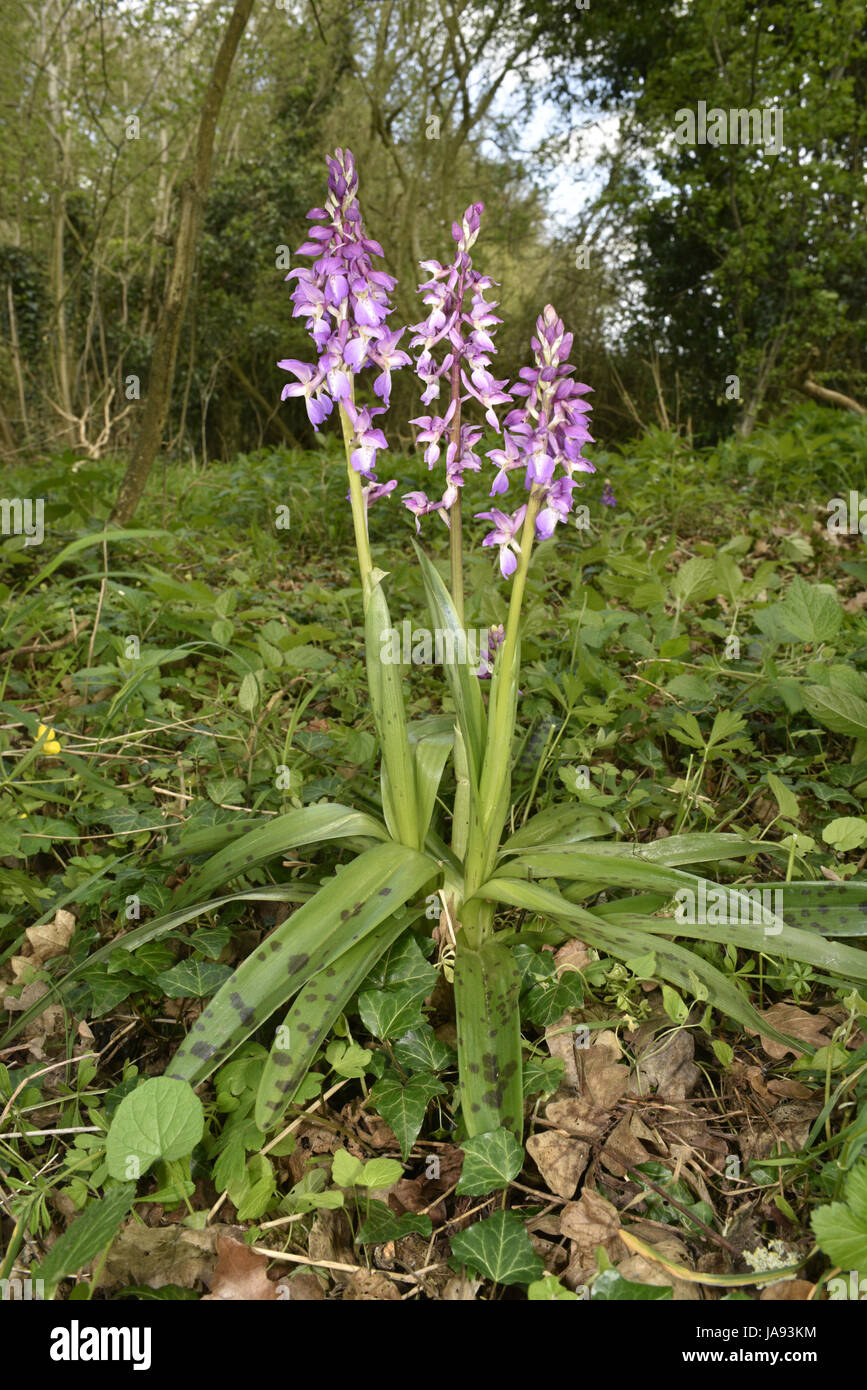 Orchis mascula hi-res stock photography and images - Alamy