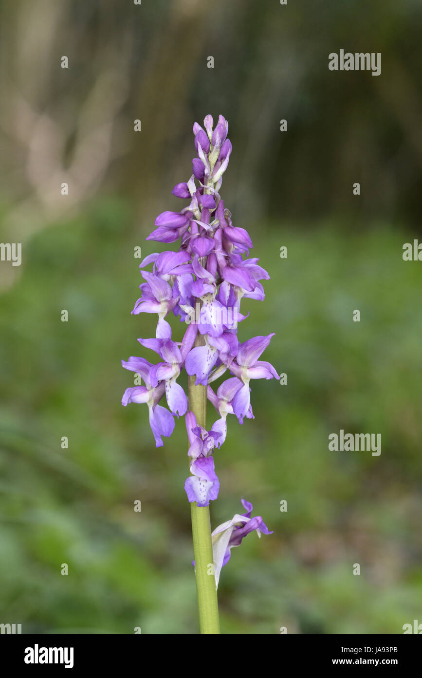 Early Purple Orchid - Orchis mascula Stock Photo - Alamy