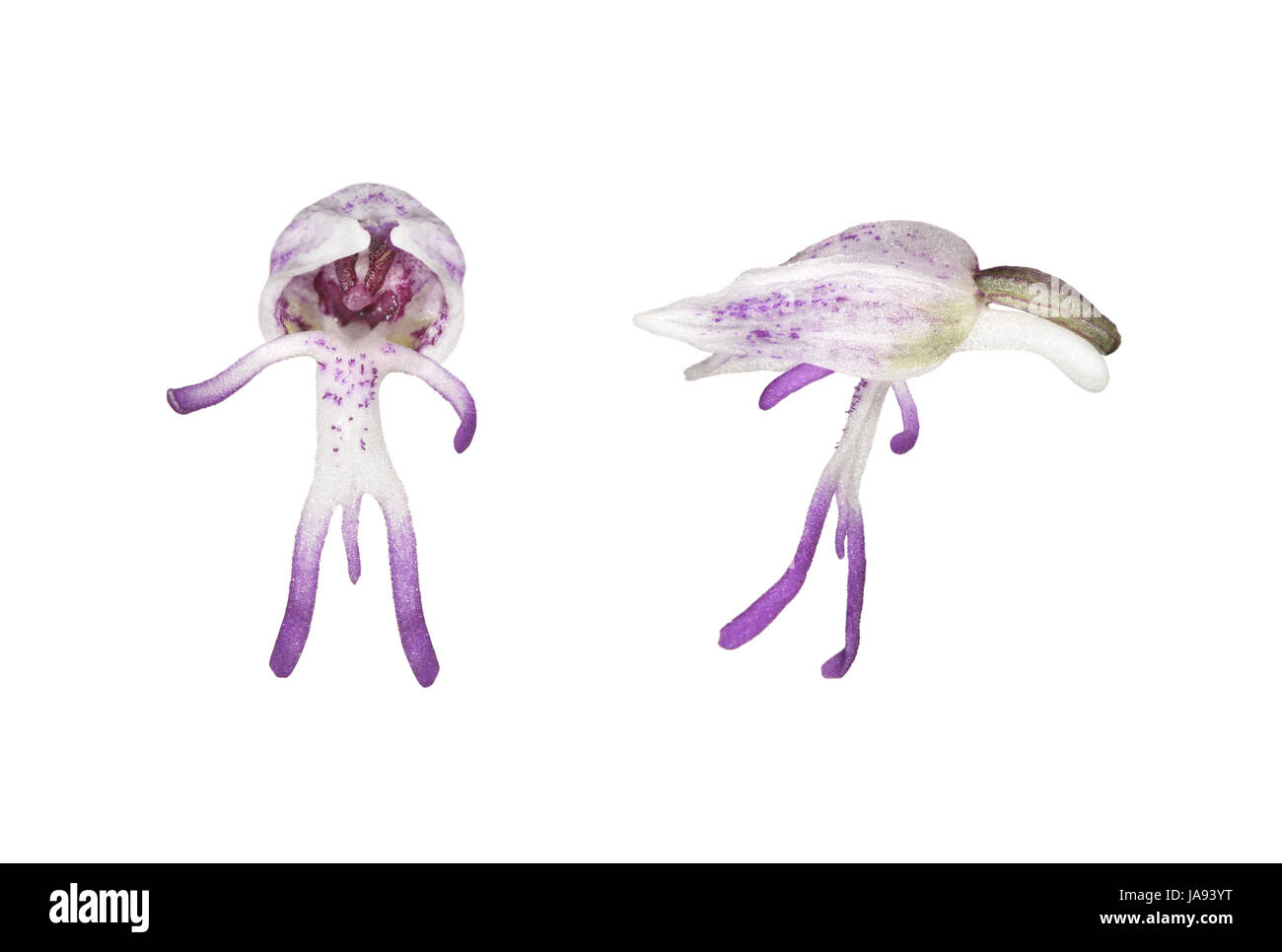 Monkey flowers Cut Out Stock Images & Pictures - Alamy