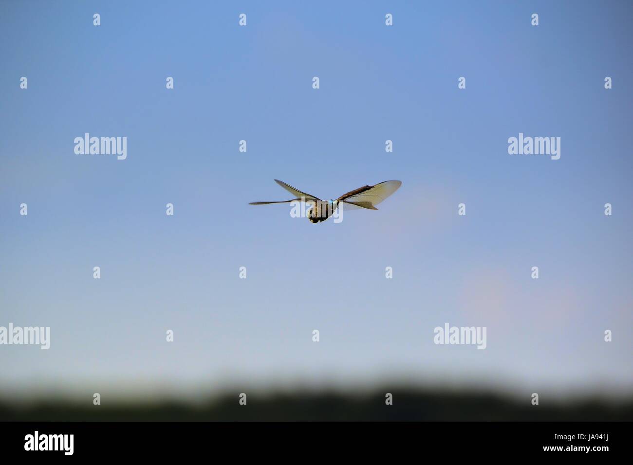 dragonfly in flight Stock Photo - Alamy