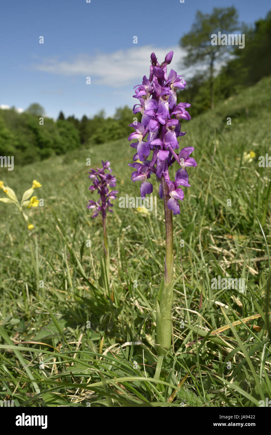 Mascula hi-res stock photography and images - Alamy