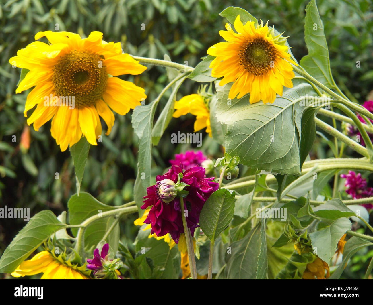 garden, flower, flowers, plant, summer, summerly, blossoms, gardens ...