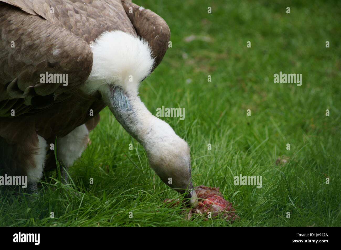Schnaben hi-res stock photography and images - Alamy