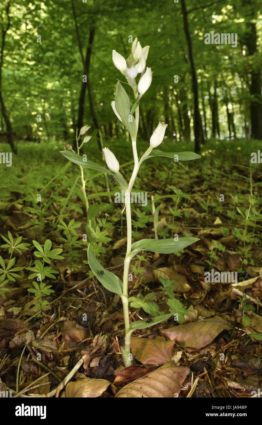 White helleborine - Cephalanthera damasonium Stock Photo - Alamy