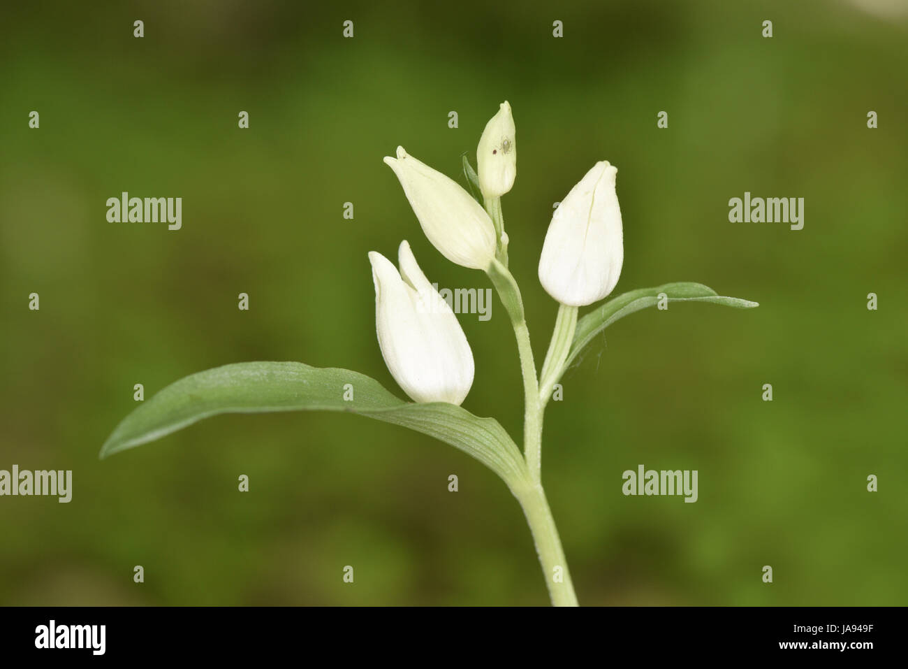 White helleborine - Cephalanthera damasonium Stock Photo - Alamy