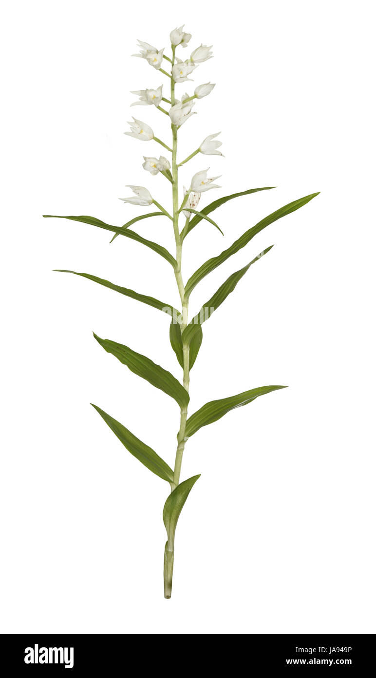 Sword-leaved helleborine - Cephalanthera longifolia Stock Photo - Alamy