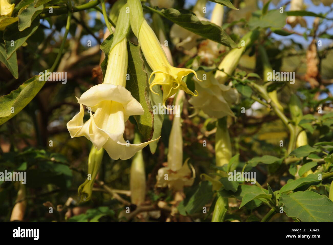 spain - wedding tree flower Stock Photo - Alamy