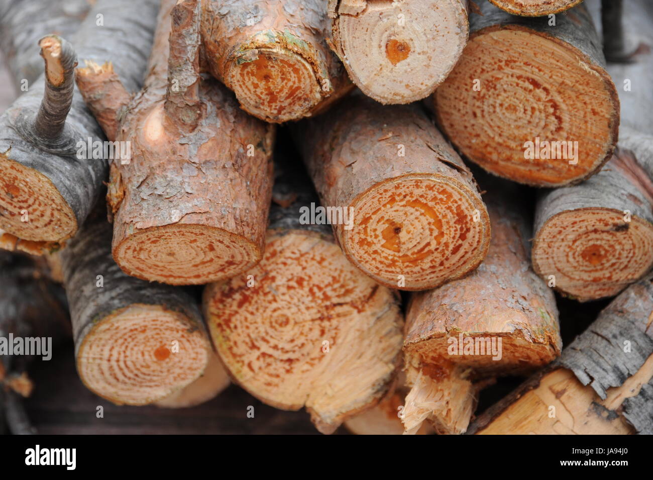 tree, trees, wood, branches, barn, wooden planks, tree, trees, wood ...