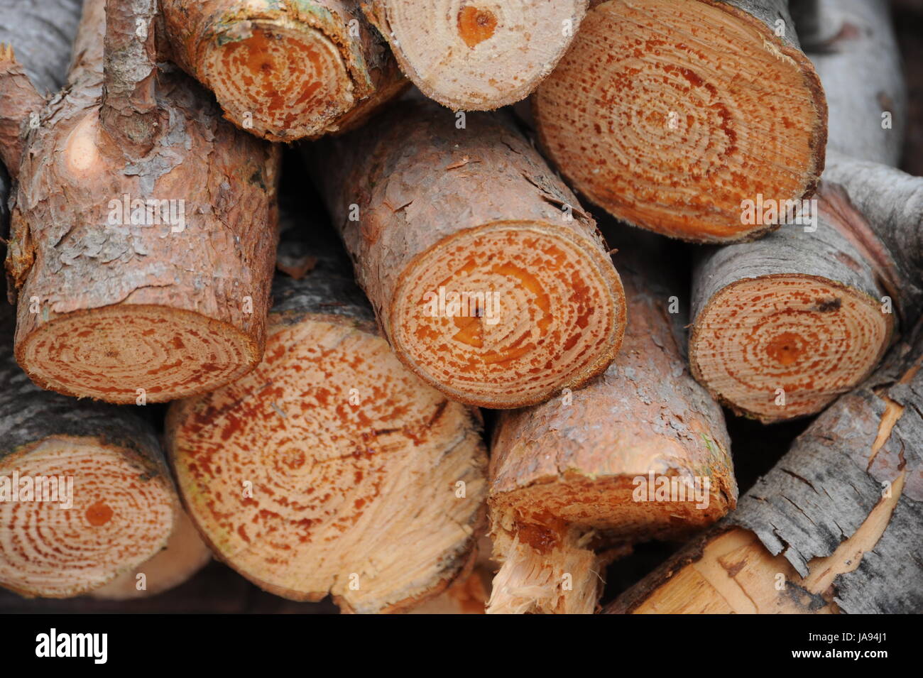 tree, trees, wood, branches, barn, wooden planks, tree, trees, wood ...