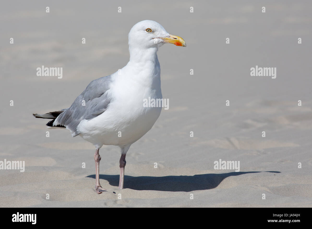 Roter fleck hi-res stock photography and images - Alamy