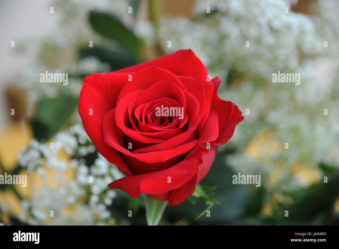Red rose italy hi-res stock photography and images - Alamy