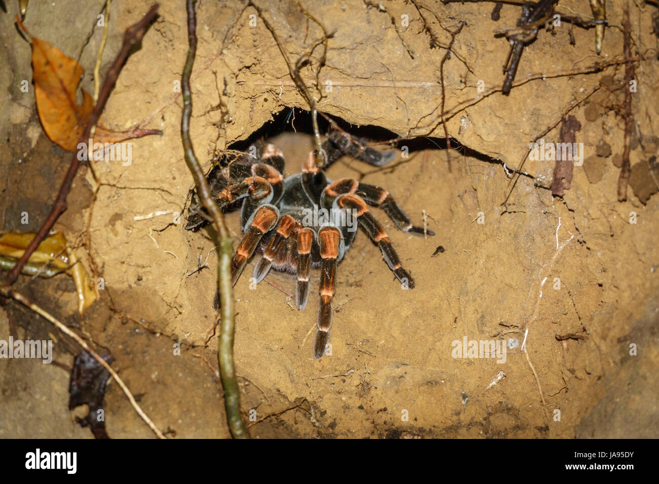 Closeup view of wild tarantula near hole at night Stock Photo - Alamy