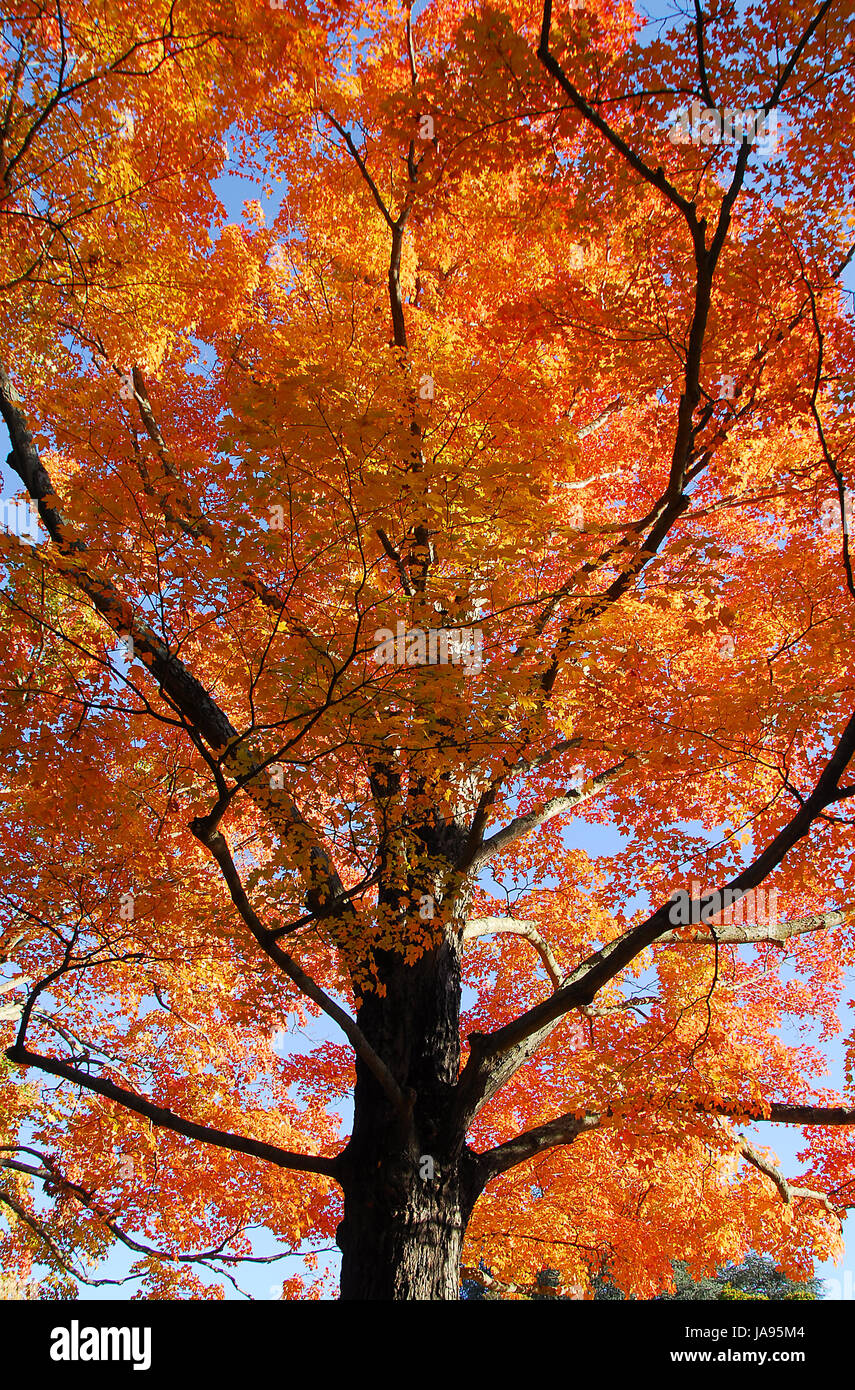 leaf, tree, brown, brownish, brunette, leaves, branches, golden, maple ...