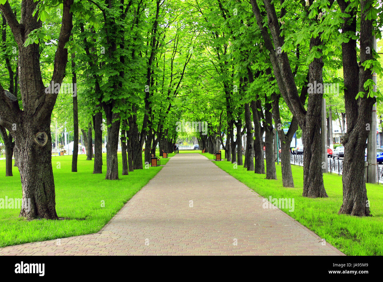 beautiful park with nice promenade path and high green trees and bushes ...