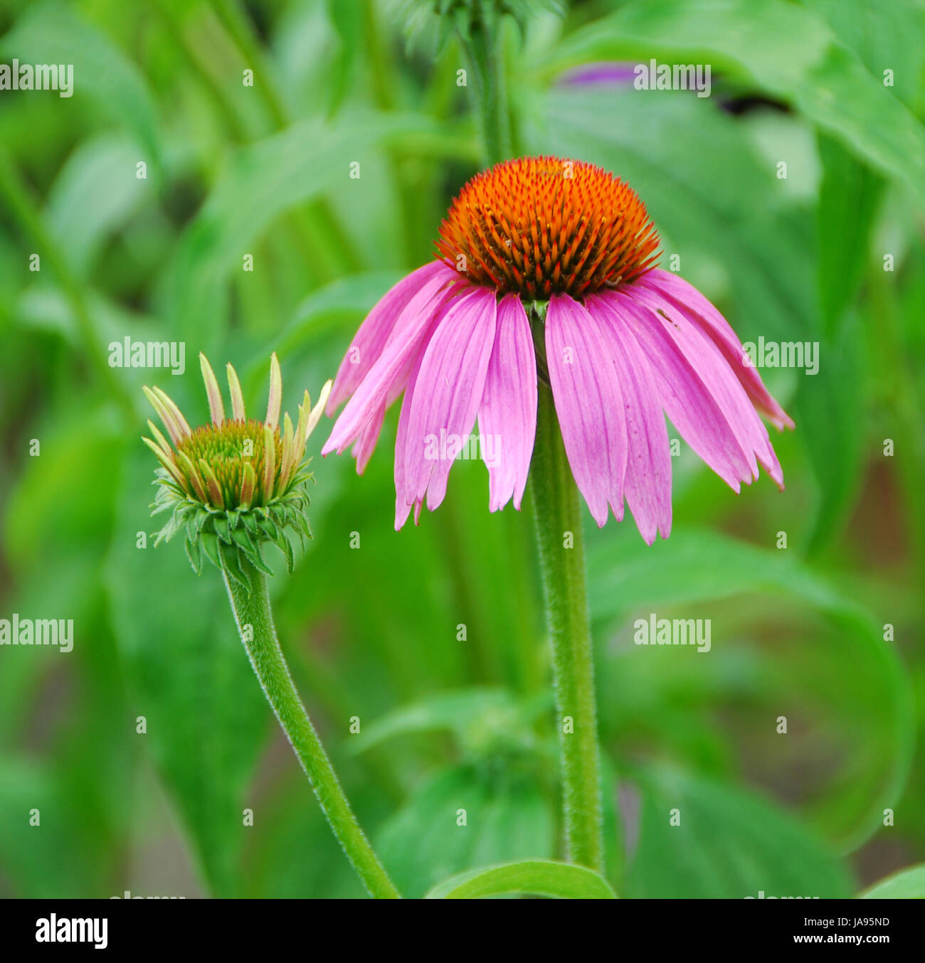 colour, closeup, garden, flower, plant, bloom, blossom, flourish ...
