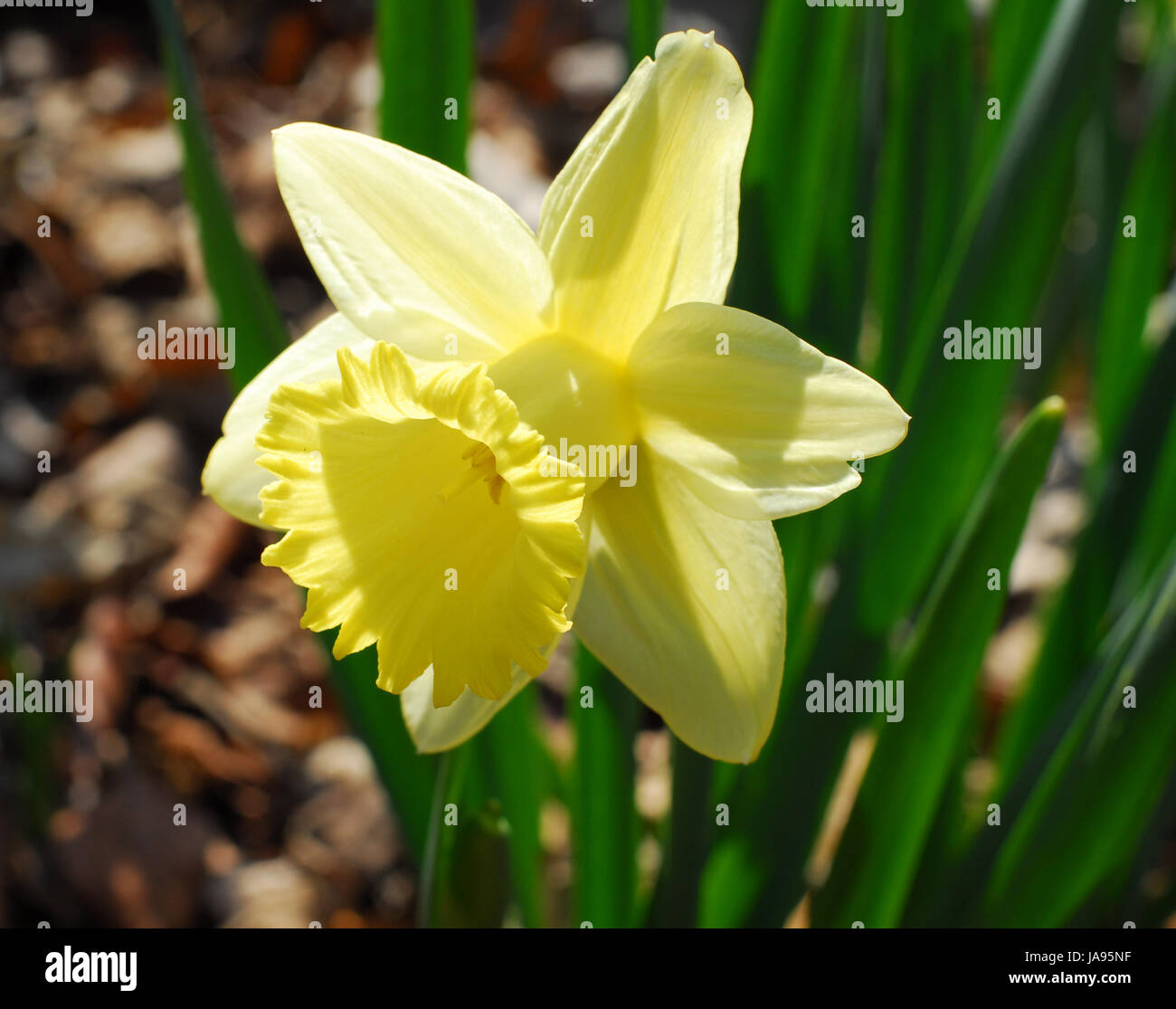 garden, flower, plant, bloom, blossom, flourish, flourishing, flora ...
