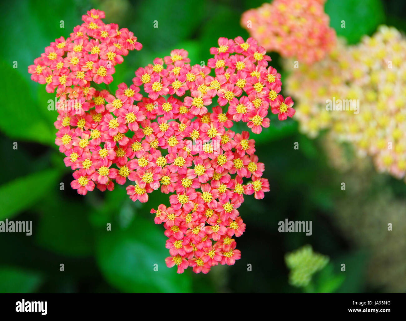 garden, flower, plant, bloom, blossom, flourish, flourishing, flora ...