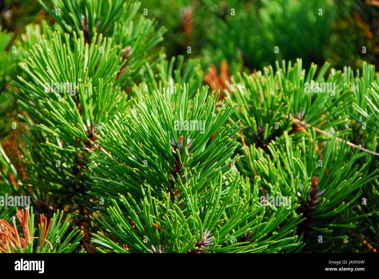 leaf, tree, pine, spring, bouncing, bounces, hop, skipping, frisks ...