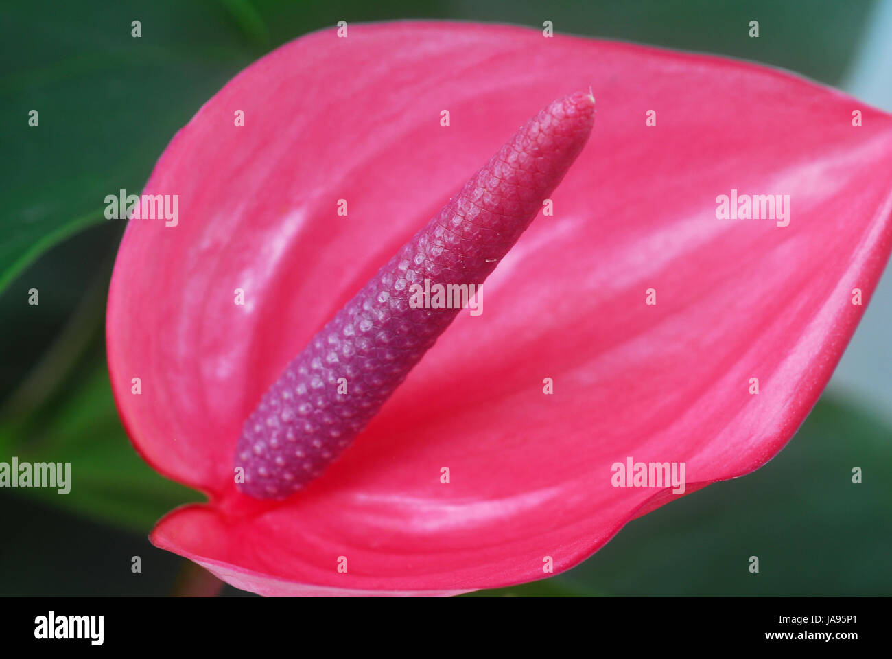 colour, closeup, flower, plant, bloom, blossom, flourish, flourishing ...
