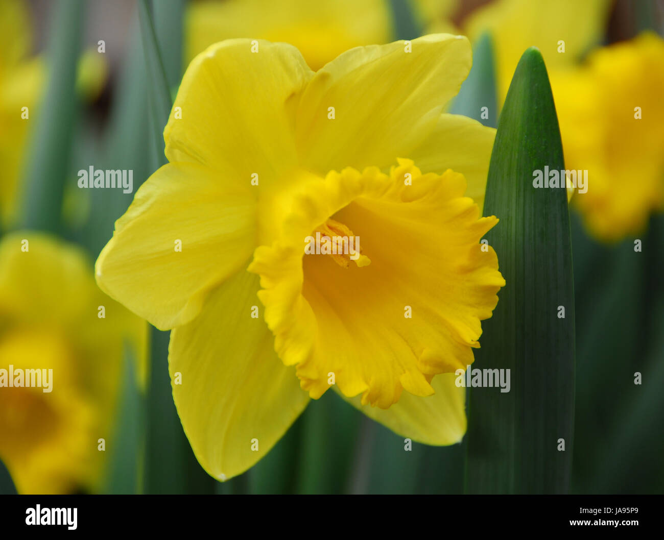 garden, flower, plant, bloom, blossom, flourish, flourishing, flora ...