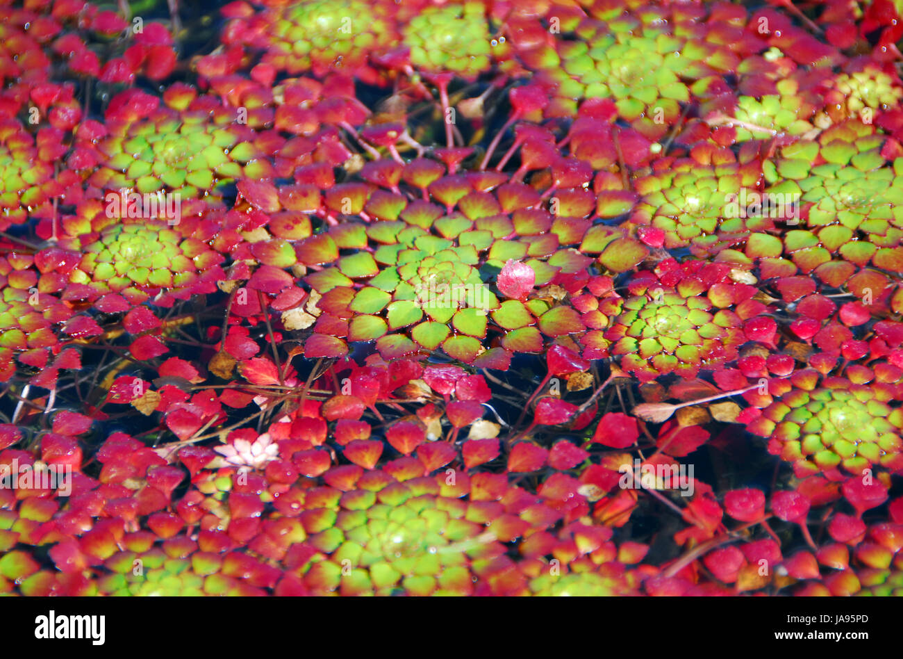 colour, ornamental, gardening, pattern, mosaics, mosaic, color, water ...