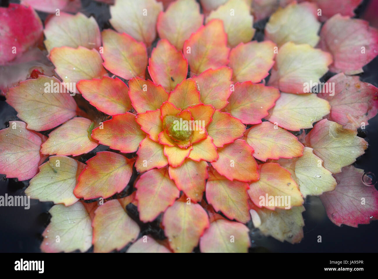 colour, ornamental, gardening, pattern, mosaics, mosaic, color, water ...