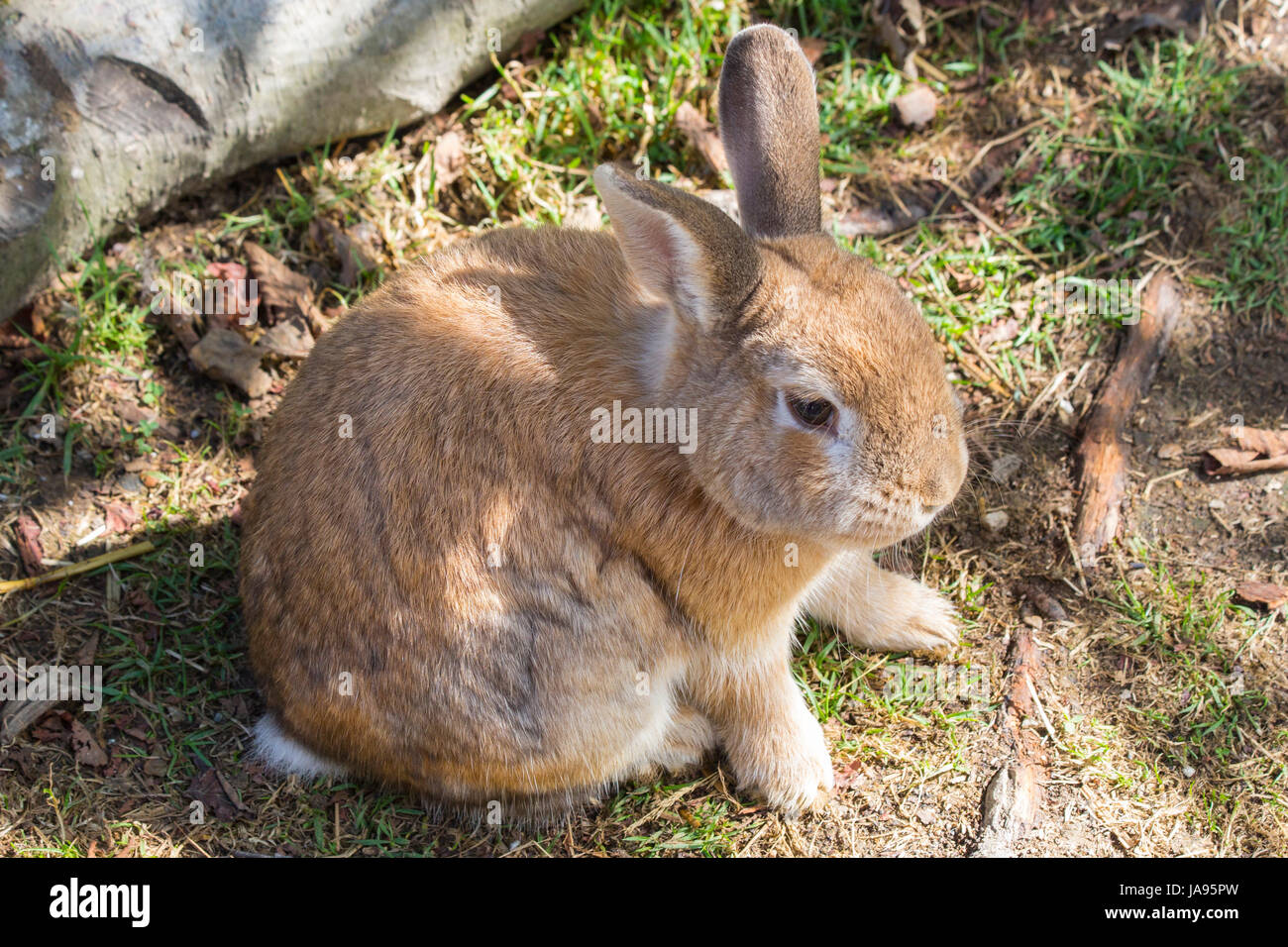 rodent, rabbit, hare, bunny, bunnies, snatch, rabbits, rodent, rabbit ...