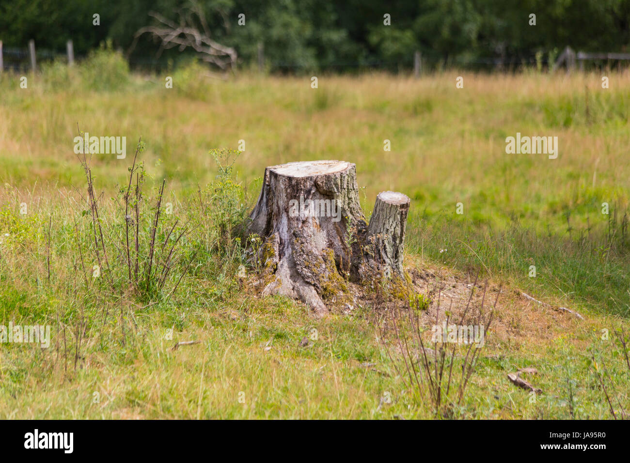 tree, dirt road, field, meadow, forest, plant, tree, trees, dirt road ...
