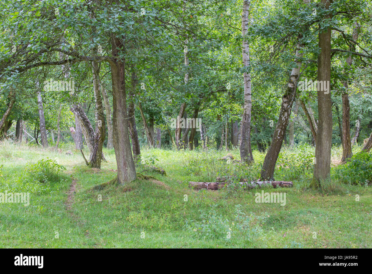 tree, dirt road, field, meadow, forest, plant, tree, trees, dirt road ...