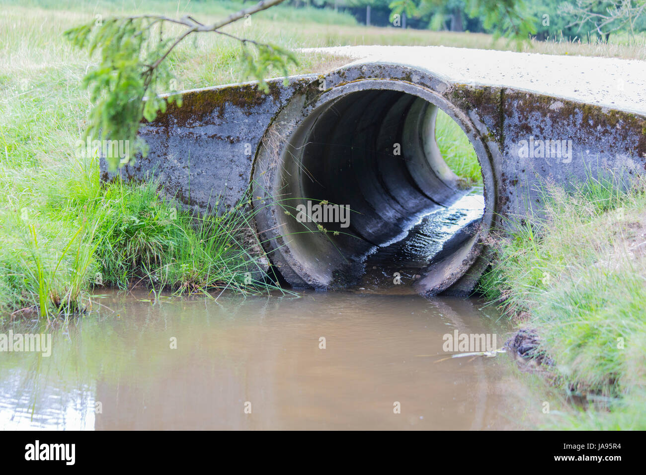 tree, dirt road, field, meadow, forest, plant, tree, trees, dirt road ...